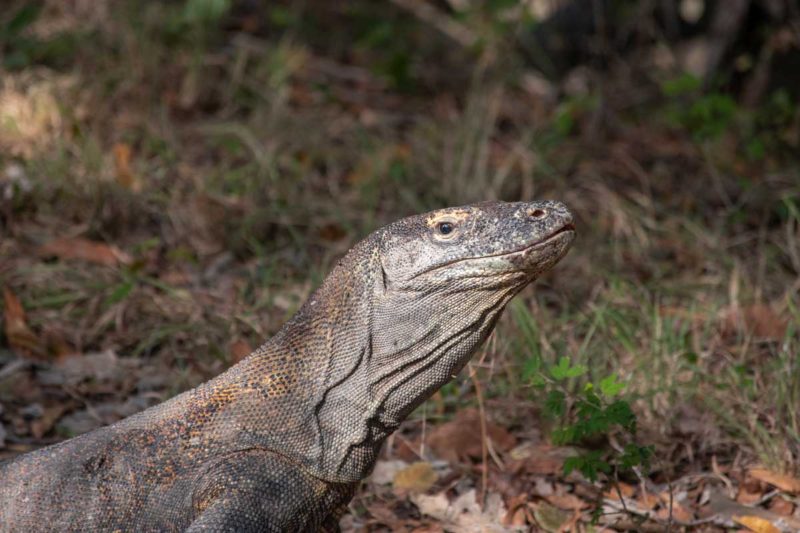 A Labuan Bajo Trip or How to Spot a Dragon