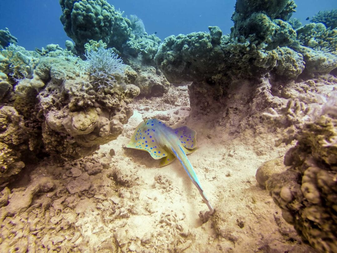 Chasing the perfect photo in...The Red Sea