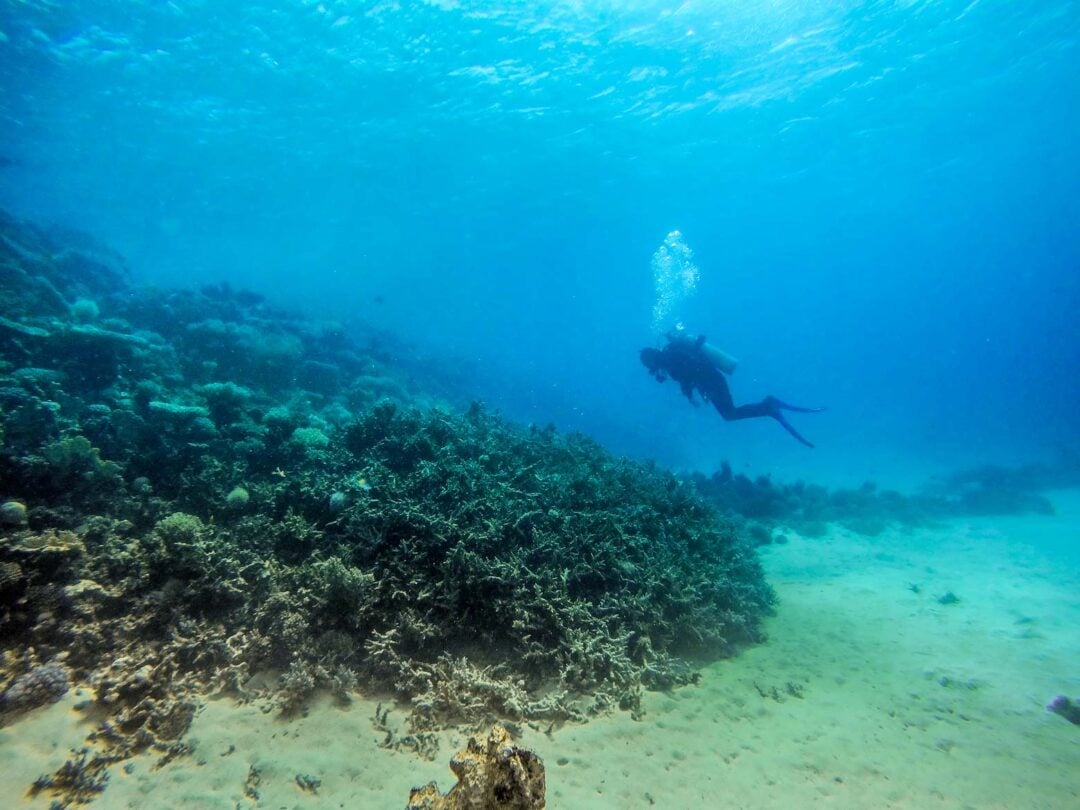 Chasing the perfect photo in...The Red Sea