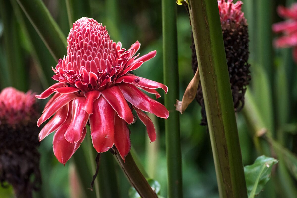 Chasing the perfect photo in Bohol, Philippines