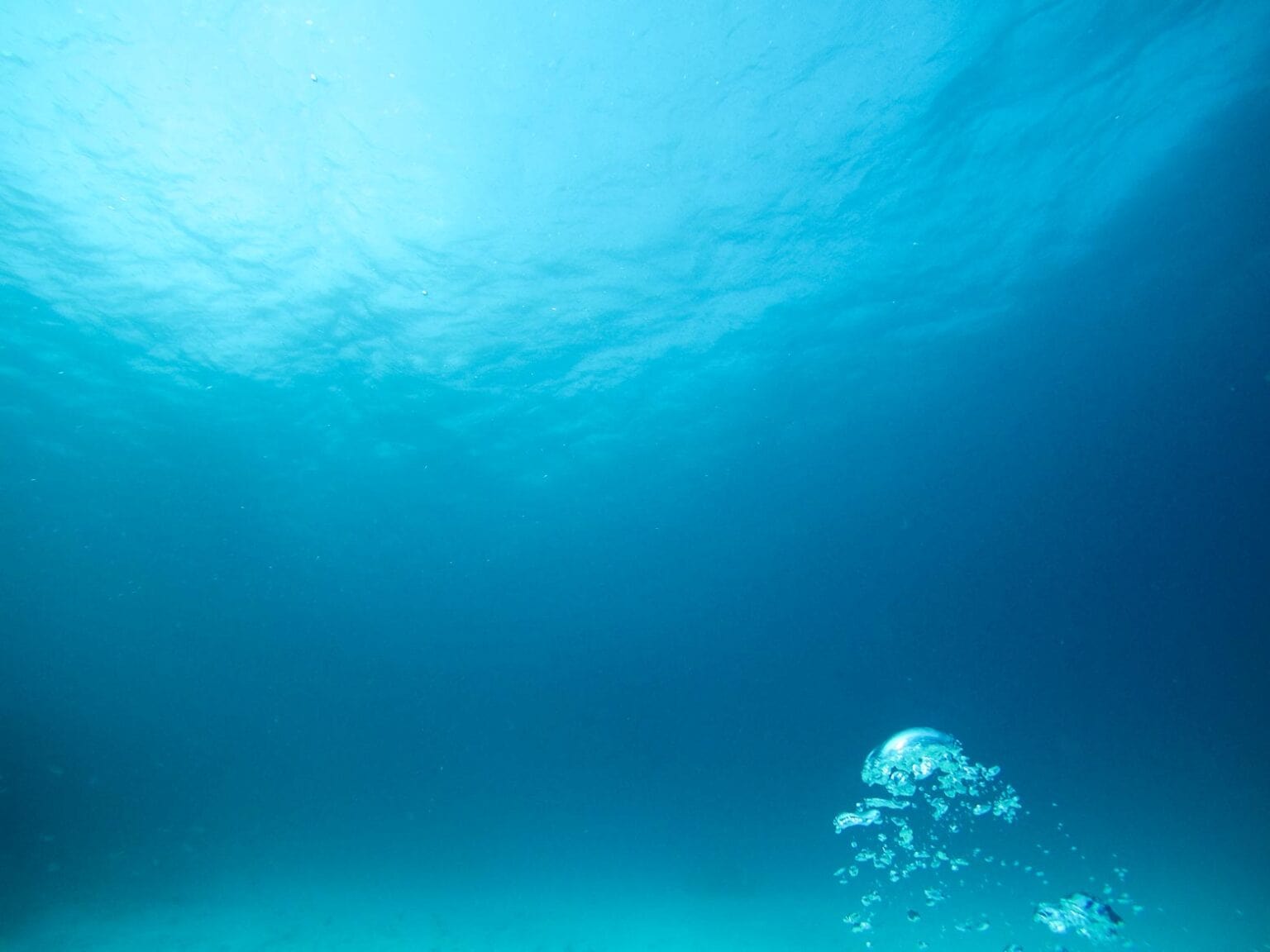 Chasing the perfect photo in...The Red Sea