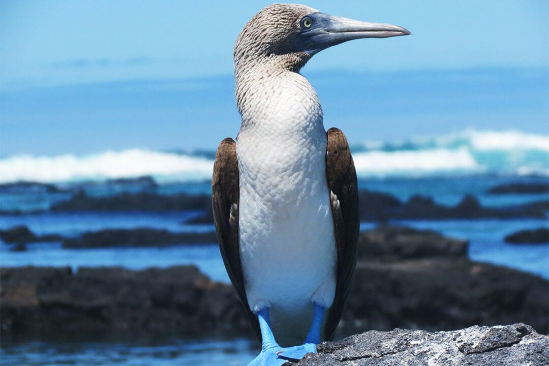 Top 20 Biggest Landmarks in South America (2023)