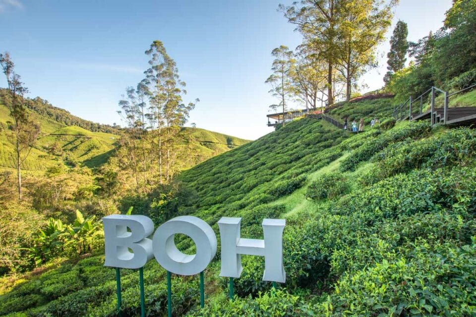 The Ultimate Cameron Highlands Itinerary (2024)