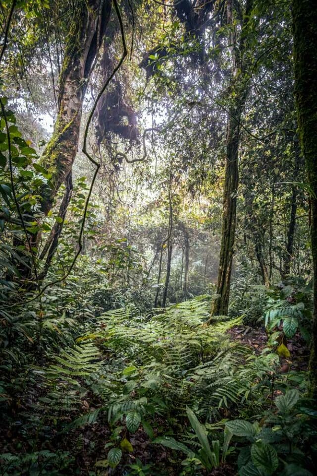 The Ultimate Cameron Highlands Itinerary (2024)