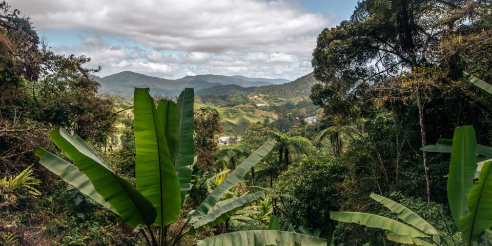 The Ultimate Cameron Highlands Itinerary (2024)